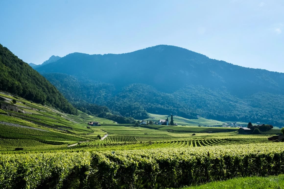 Get to Know Piedmont, Home to World Class Nebbiolo – Verve Wine