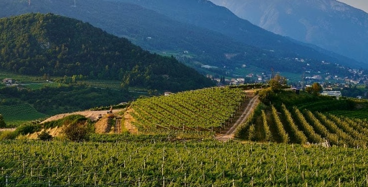 Discover France's Rhône Valley - North vs. South – Verve Wine